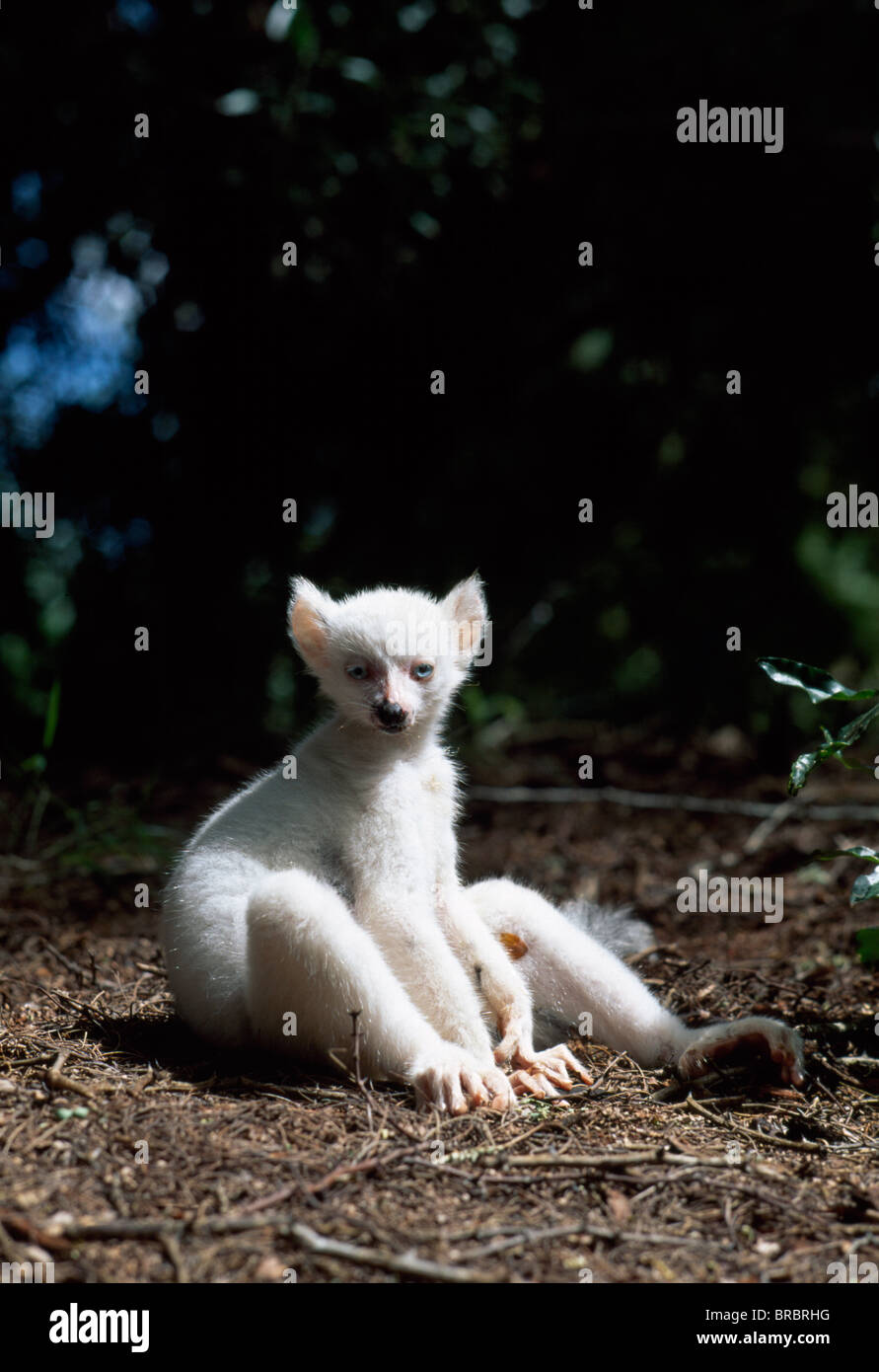 Ring-tailed Lemur (Lemur catta), all white baby male (Sapphire) albino ...
