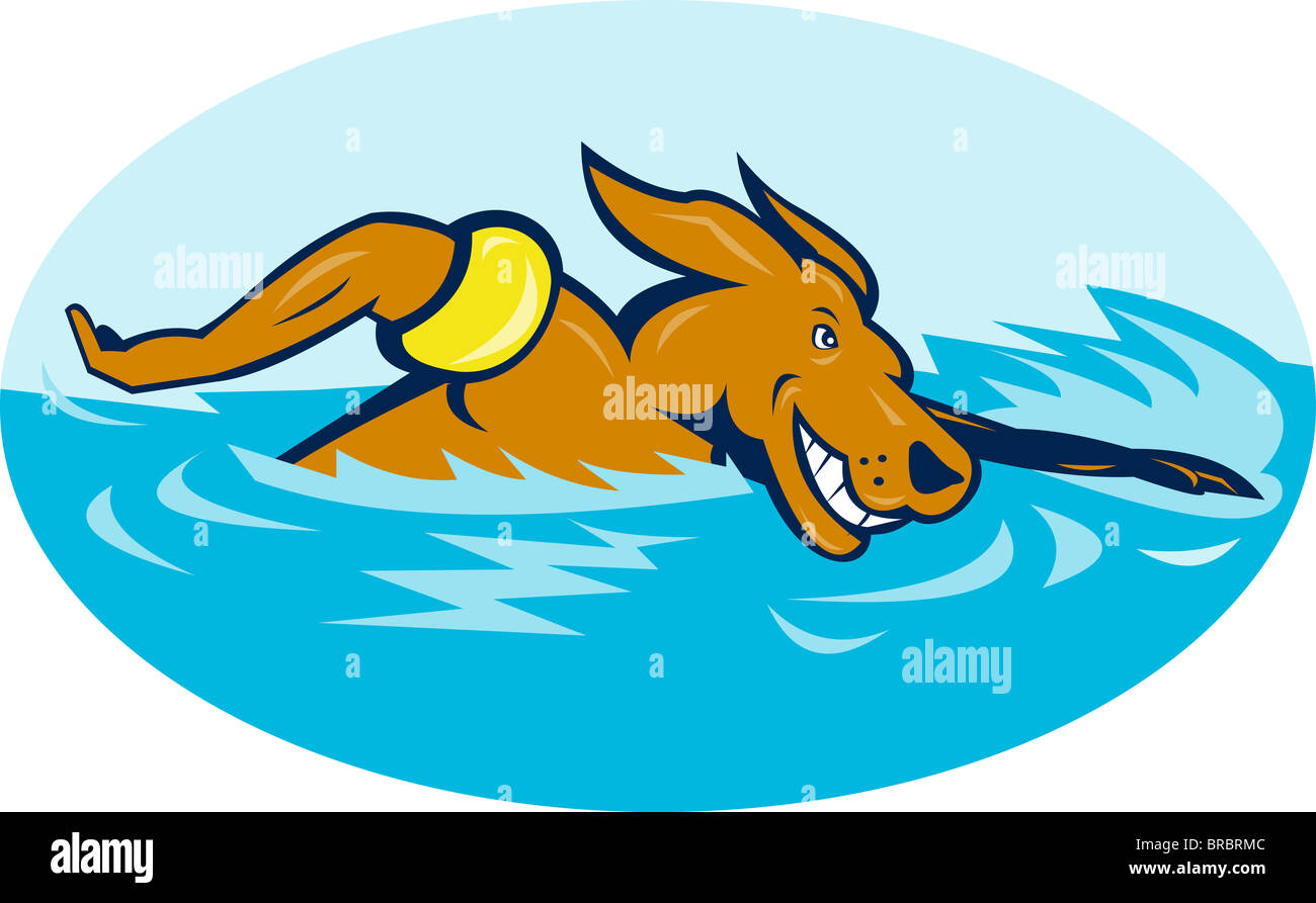 vector illustration of a Cartoon dog swimming Stock Photo - Alamy
