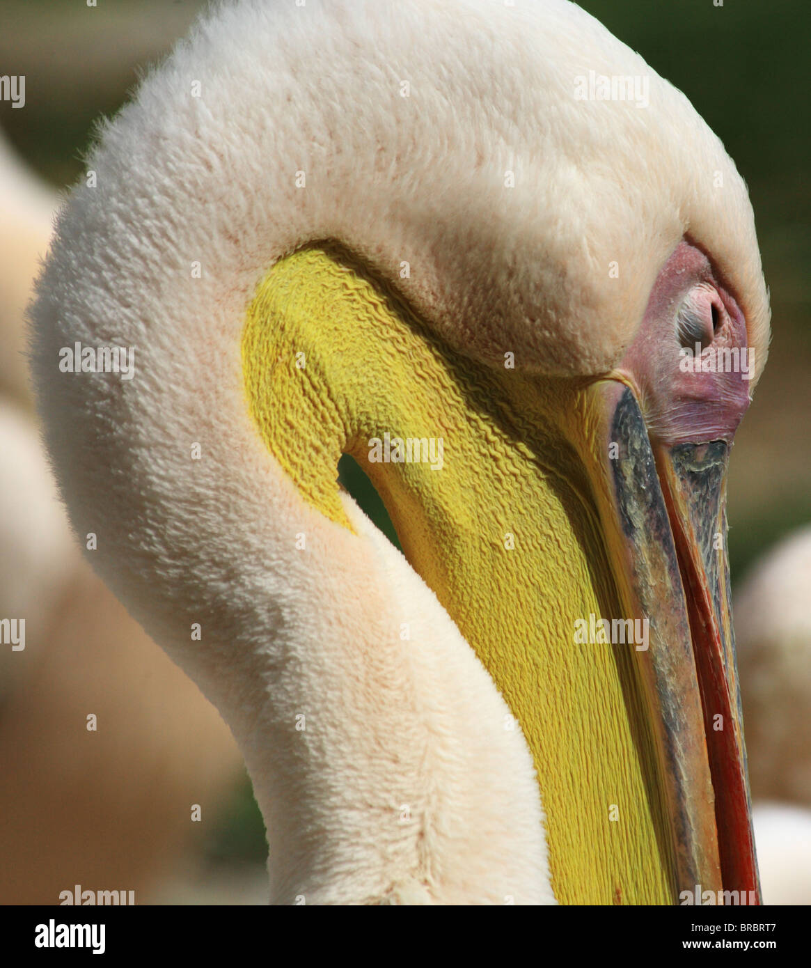 Pink Flamingo with its head curled round Stock Photo - Alamy
