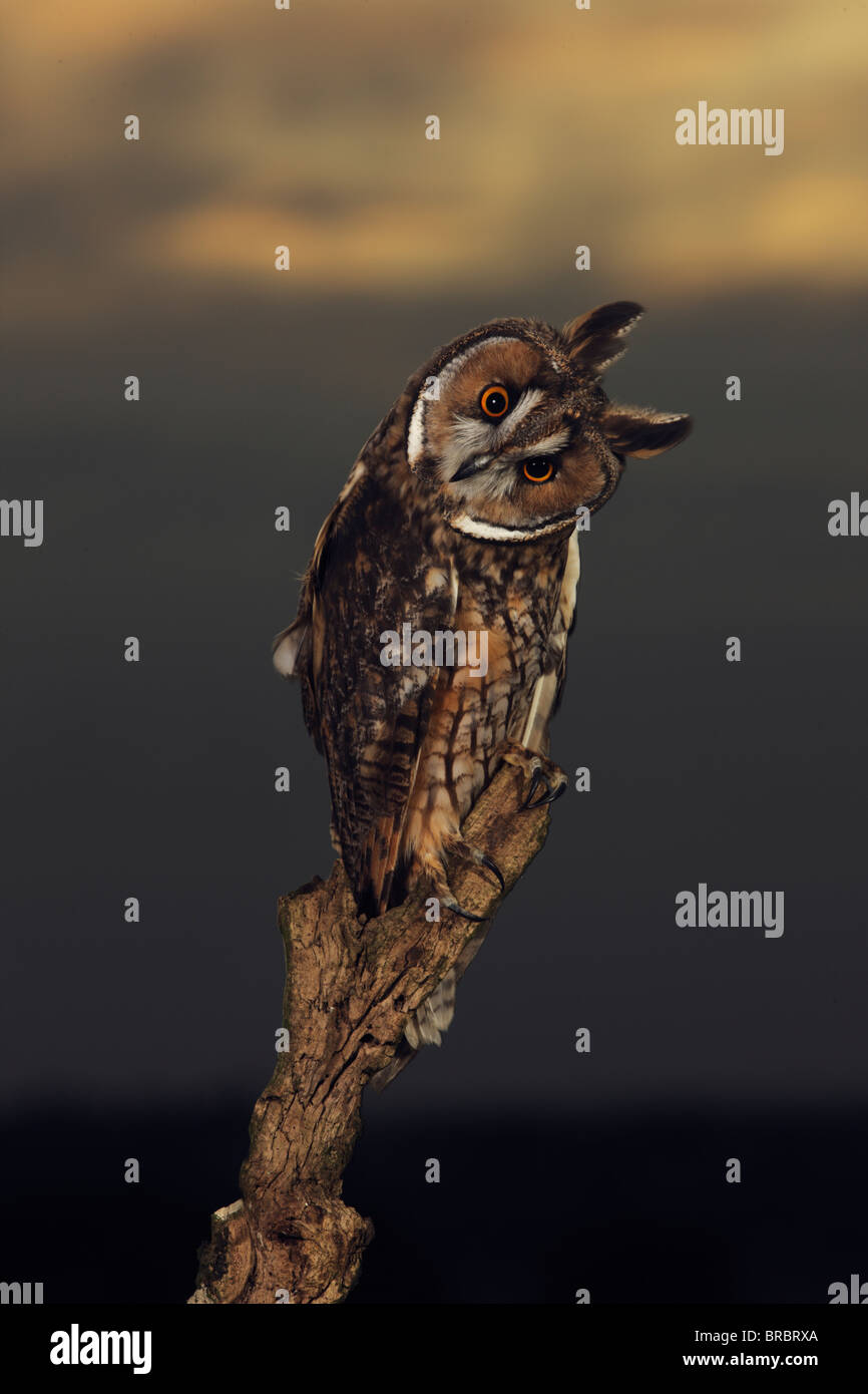 Owl turned head hi-res stock photography and images - Alamy