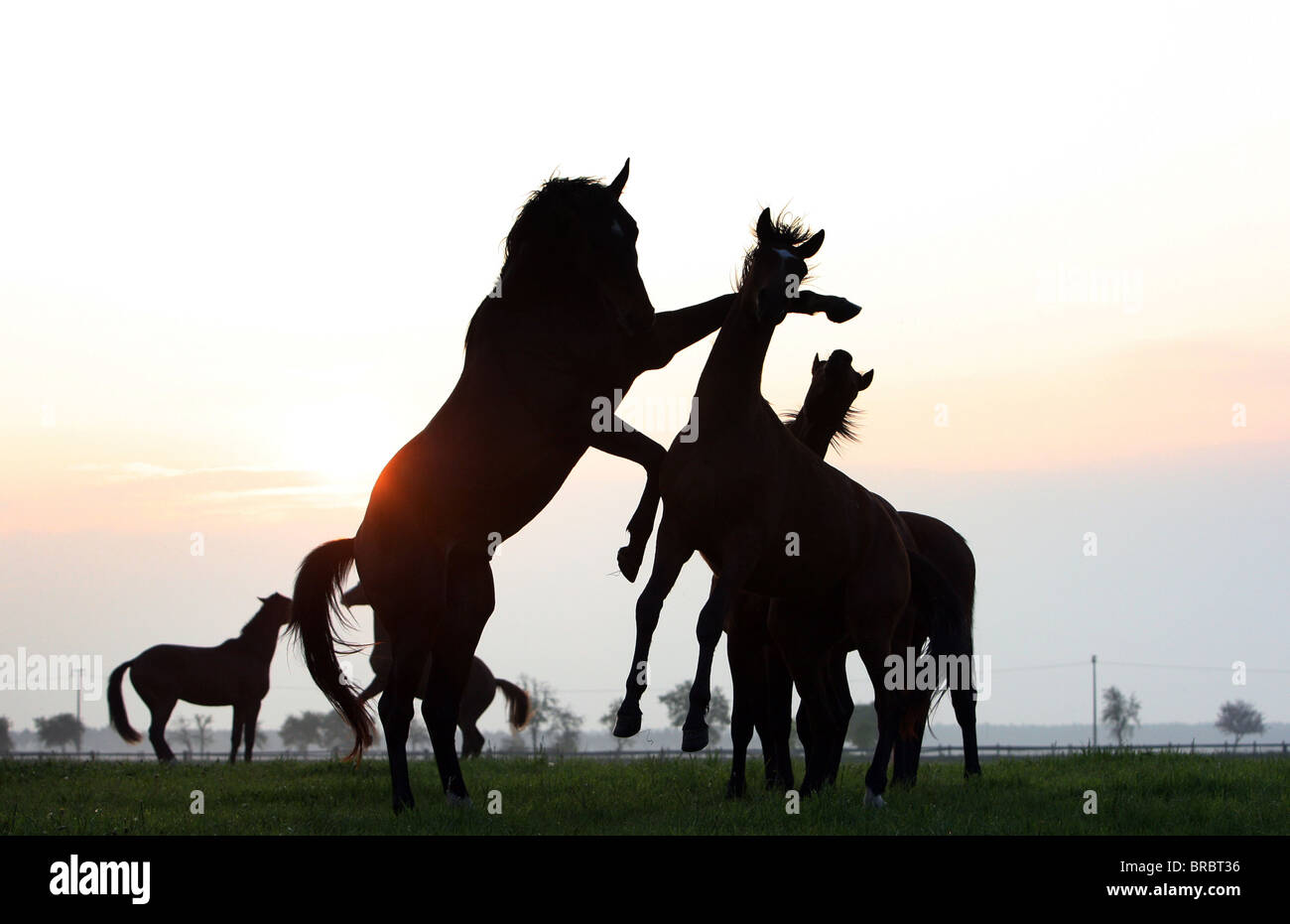 Stallions hi-res stock photography and images - Alamy