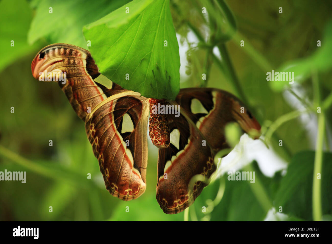 Atlas moth hi-res stock photography and images - Alamy