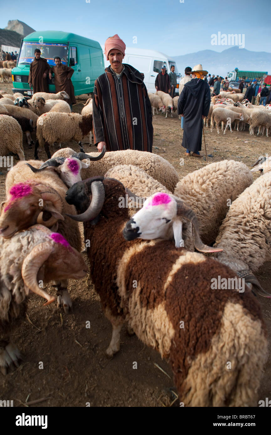 Shepherd with rams, Livestock Fair, Tetouan, Morocco, North Africa ...