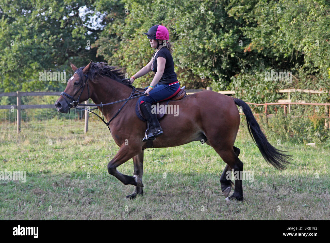 A teeage girl riding a beautiful bay Welsh Cob Stock Photo - Alamy