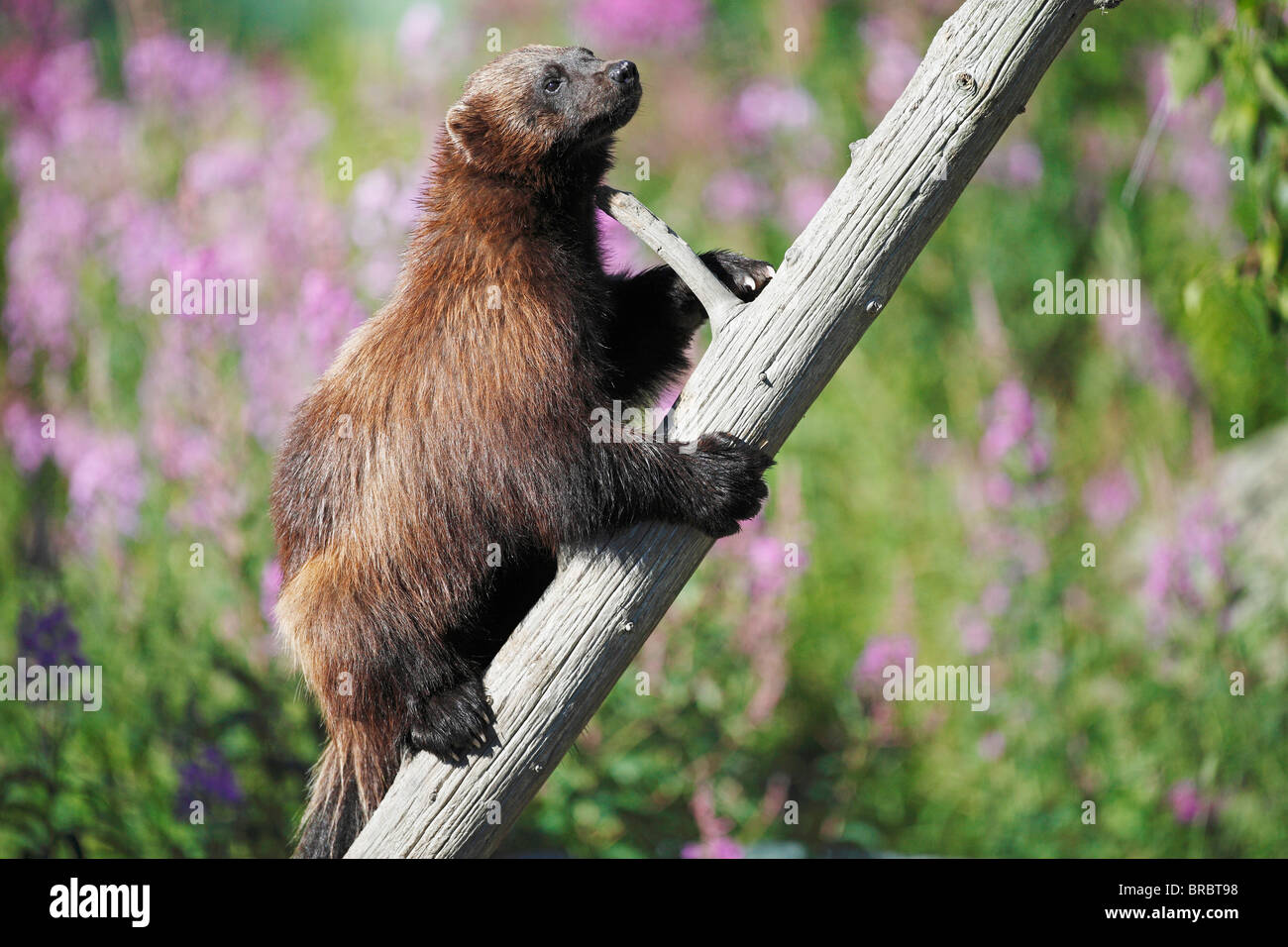 wolverine on branch / Gulo gulo Stock Photo - Alamy