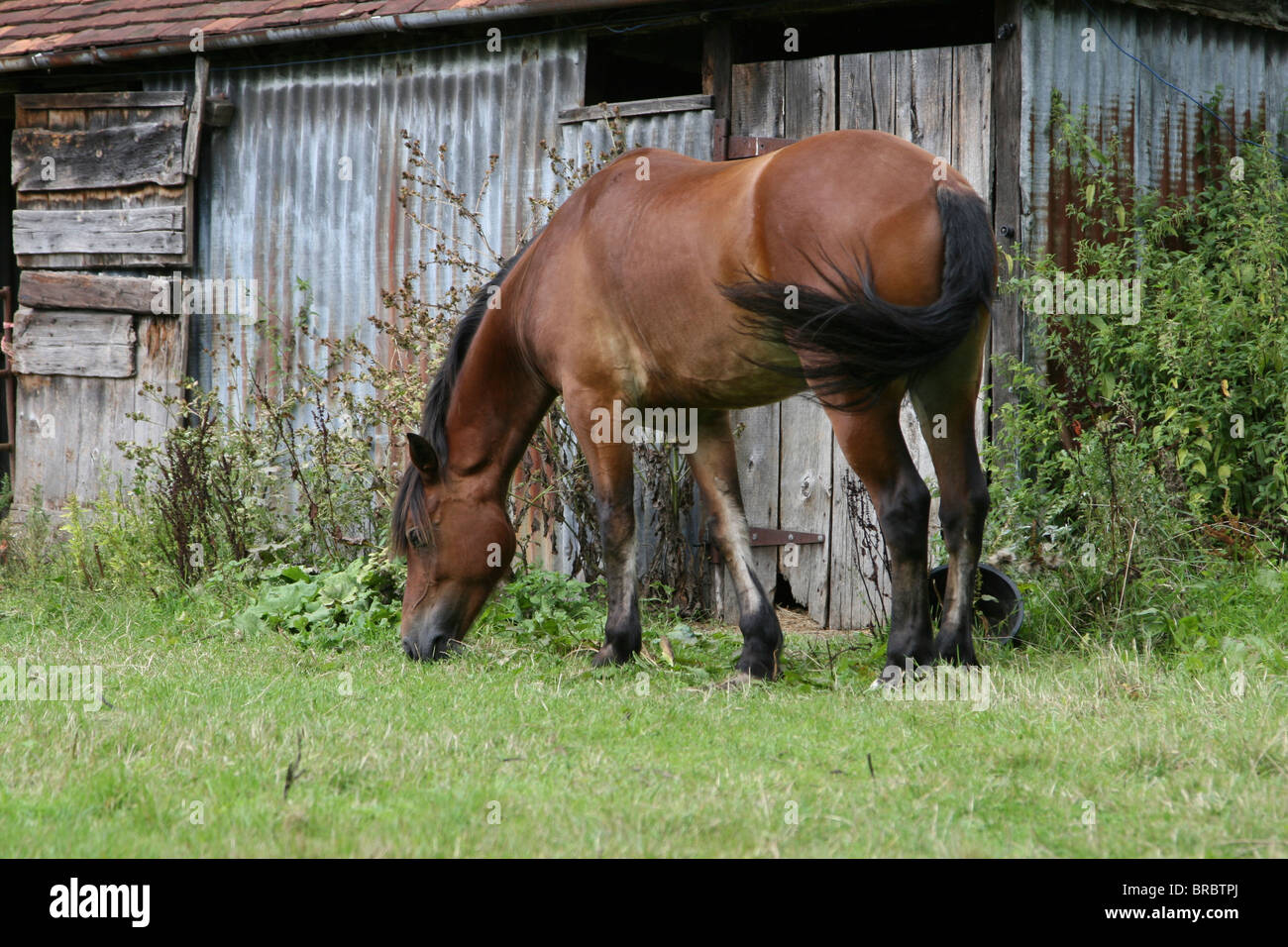 Bay cob horse in paddock hi-res stock photography and images - Alamy
