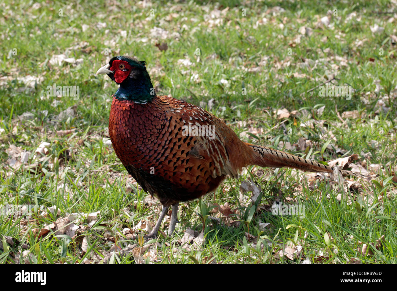 Pheasant common uk hi-res stock photography and images - Alamy