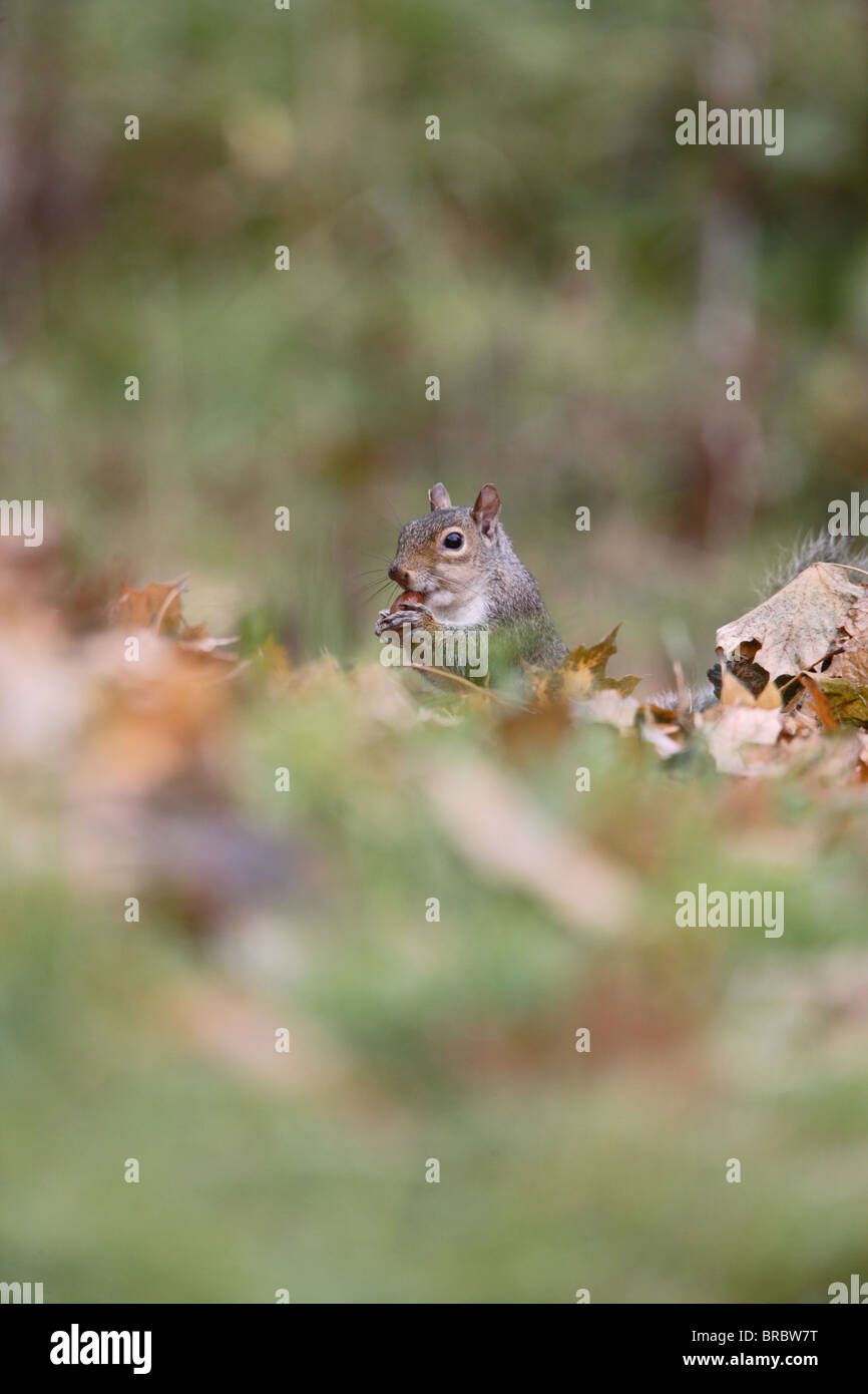Acorn eating hi-res stock photography and images - Alamy