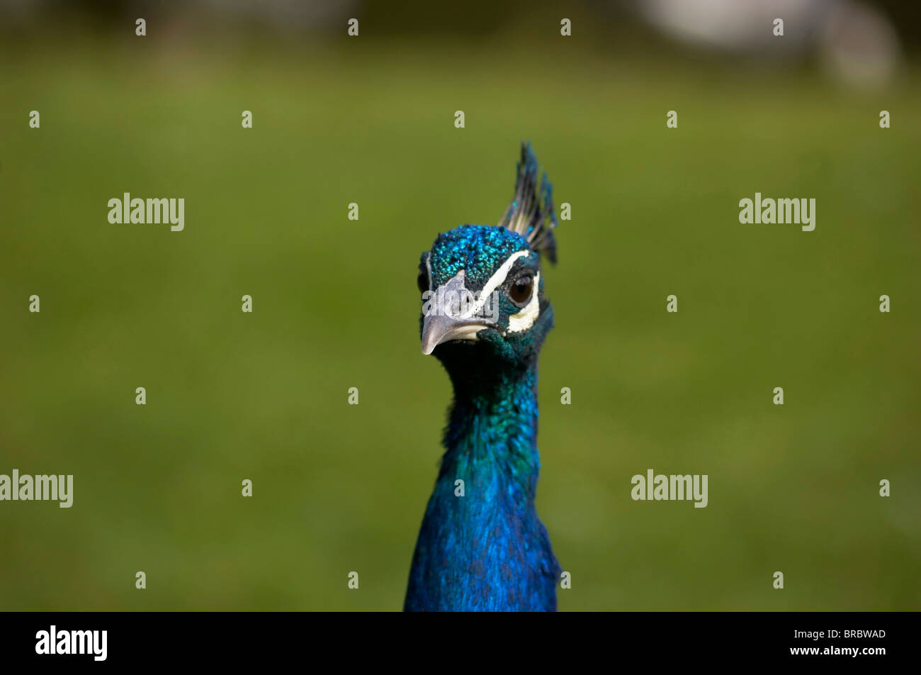 Peacock forward facing hi-res stock photography and images - Alamy