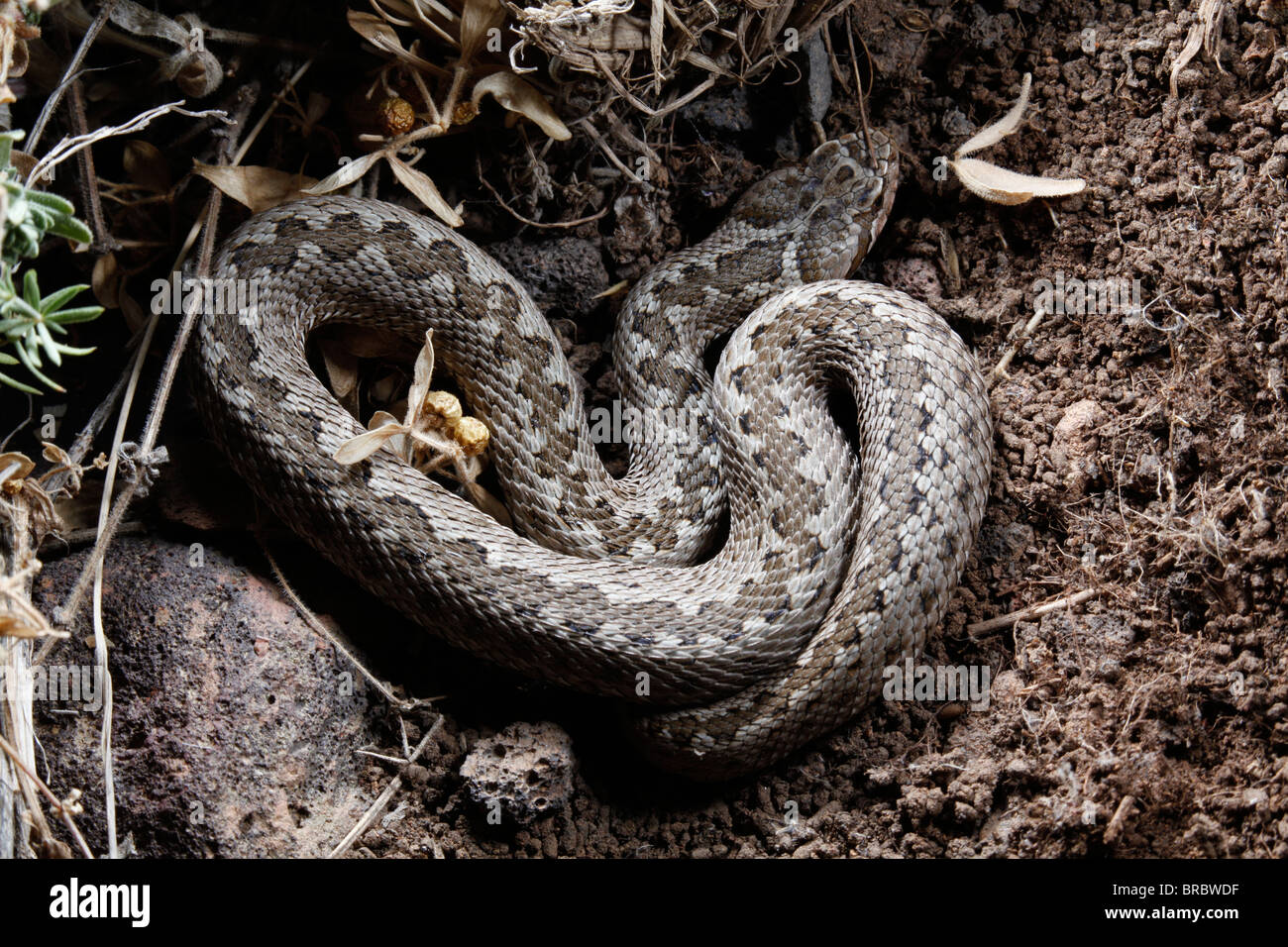 Coiled Serpent Stock Photos & Coiled Serpent Stock Images - Alamy