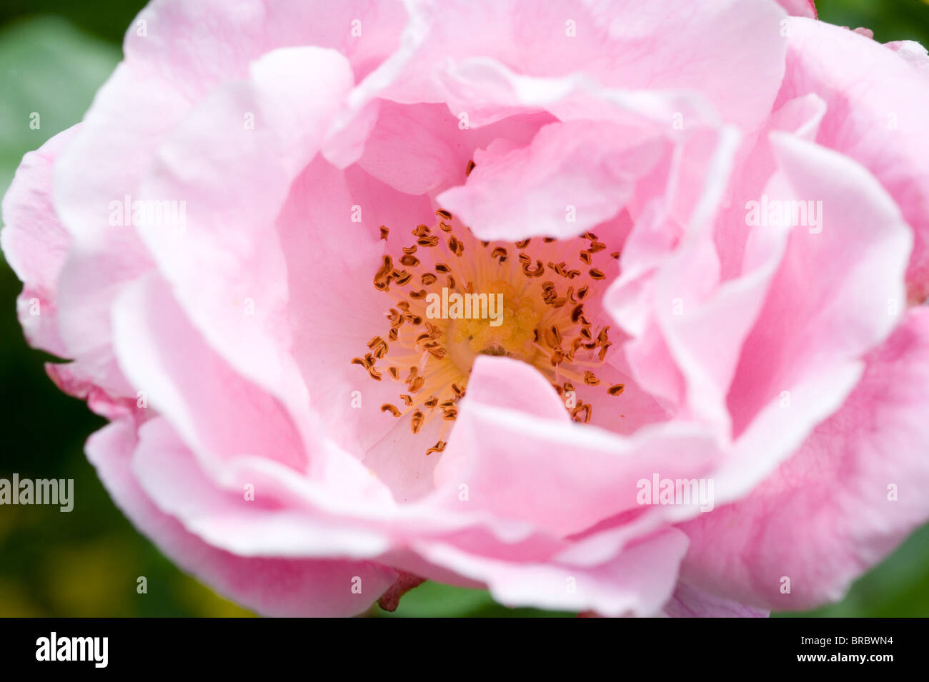 The rose flower with the pistils and stamens hi-res stock photography ...
