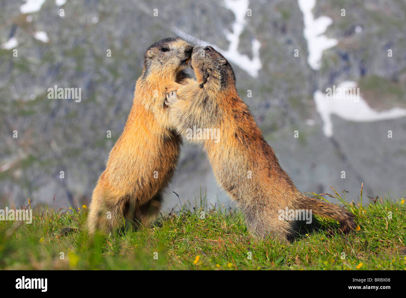two Alpine marmots - fighting Stock Photo - Alamy