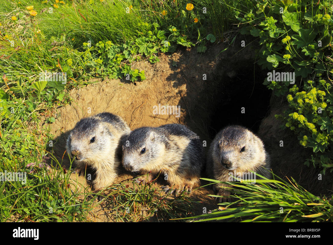 three young Alpine marmots Stock Photo - Alamy