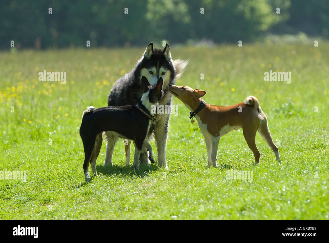 Basenji dogs and Husky dog on meadow Stock Photo - Alamy