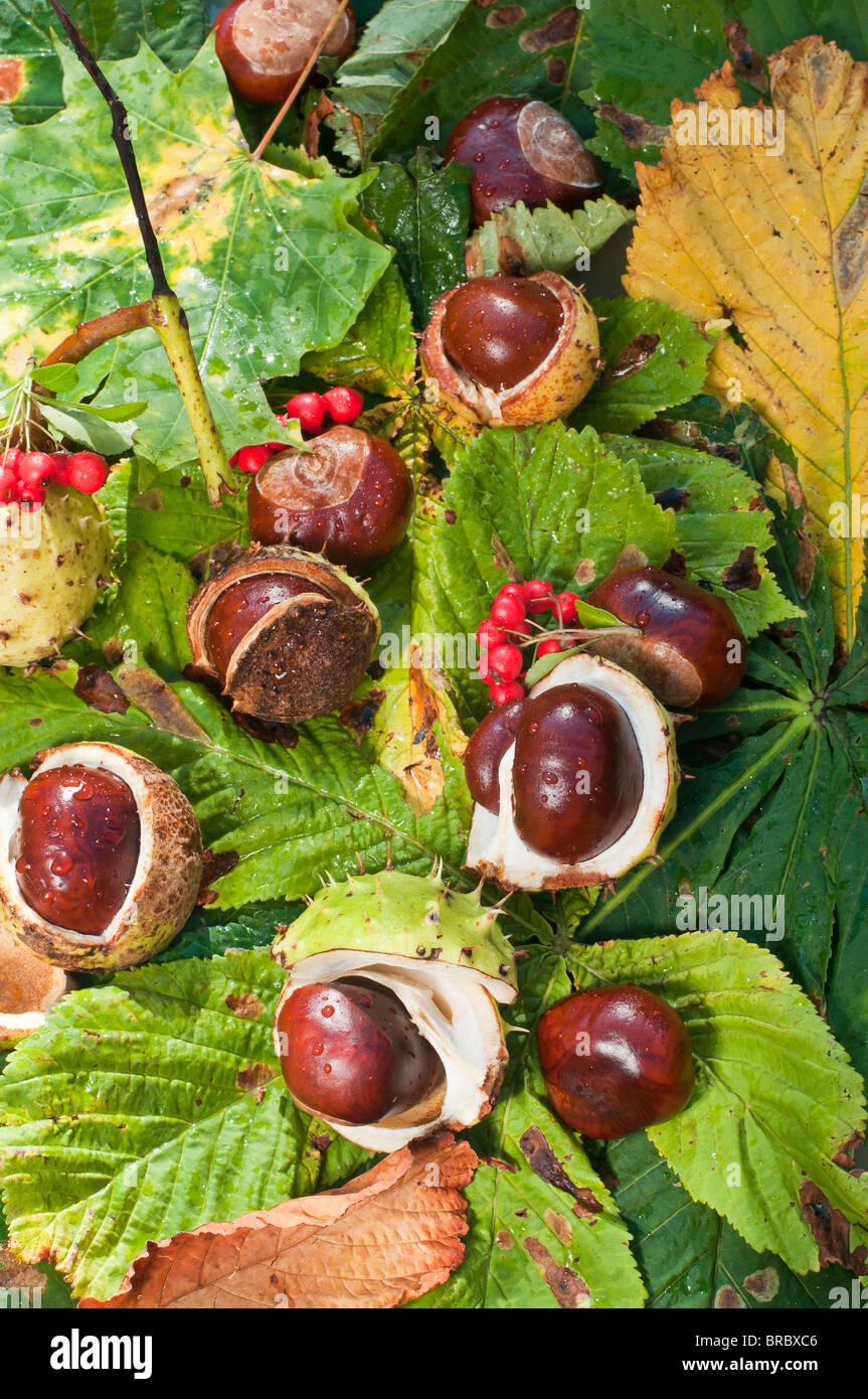 conkers autumn leaves fall close up macro detail shell prickles sharp ...