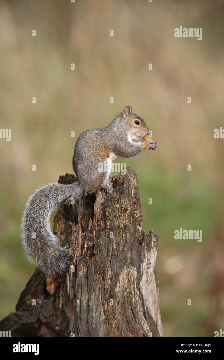 Scirus High Resolution Stock Photography and Images - Alamy