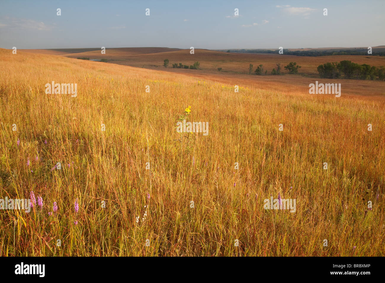 Tall Grass Grassland America High Resolution Stock Photography and ...