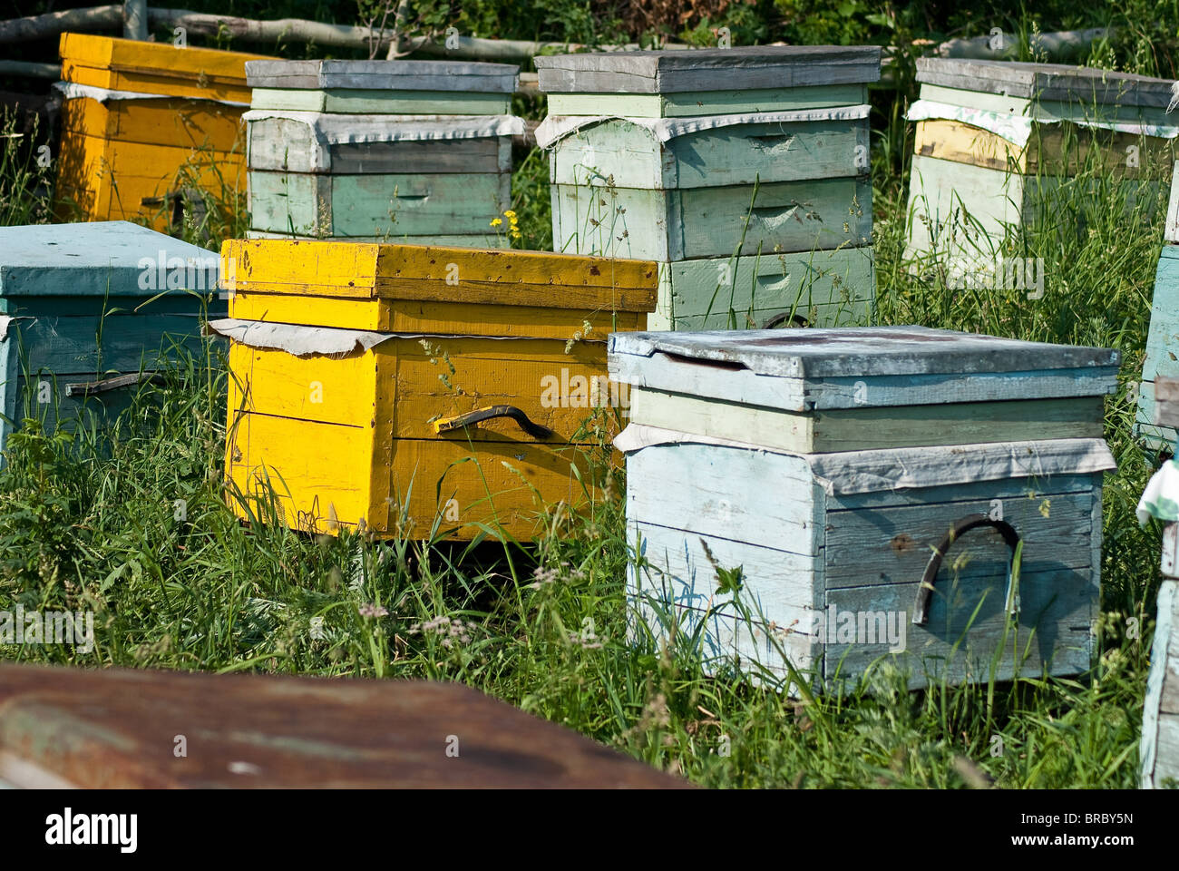 Honey bee hives Stock Photo - Alamy