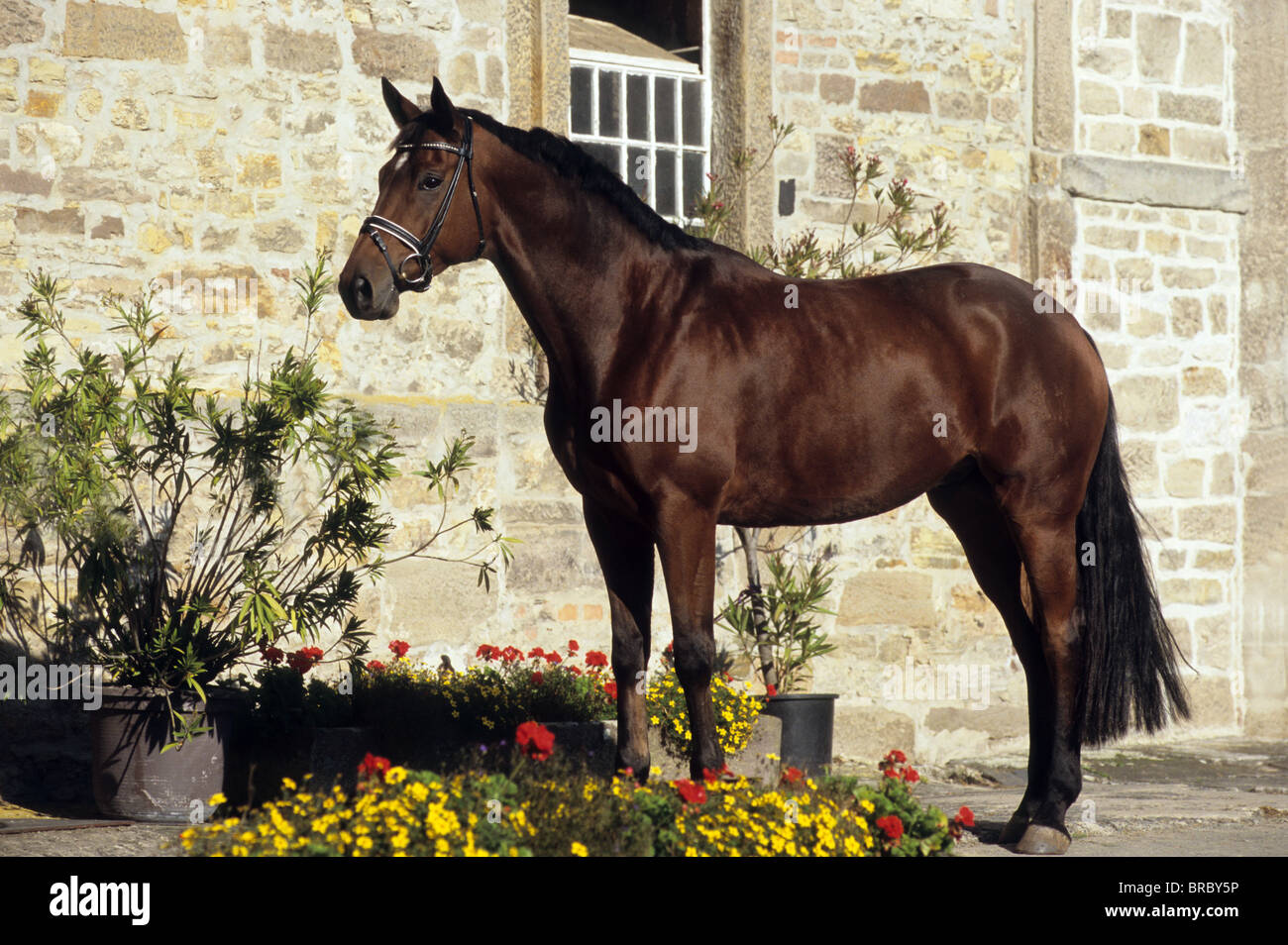 Trakehner (Equus ferus caballus), bay stallion standing in front of a ...