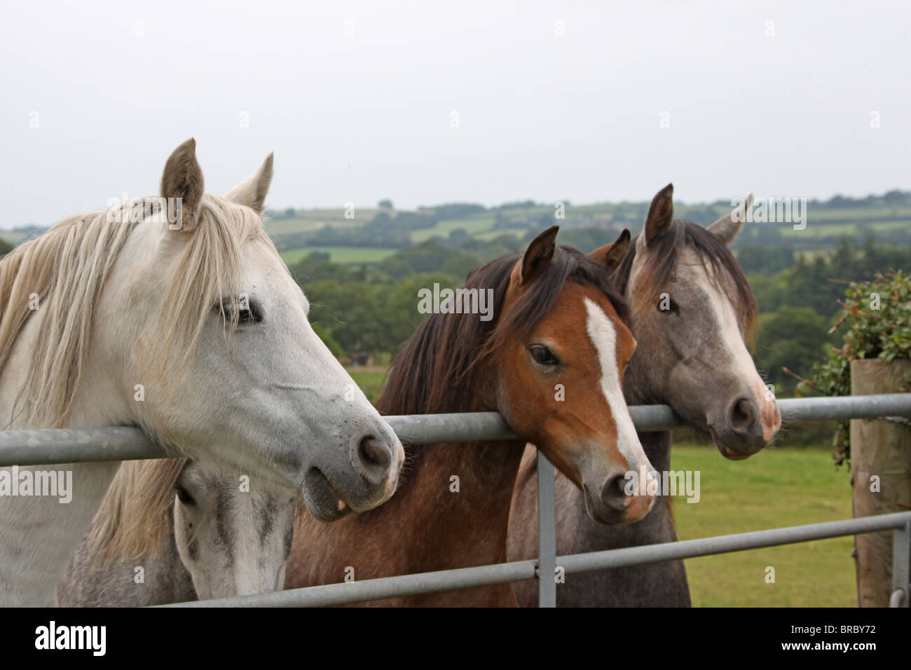 Three Welsh Mountain ponies looking over a gate Stock Photo - Alamy