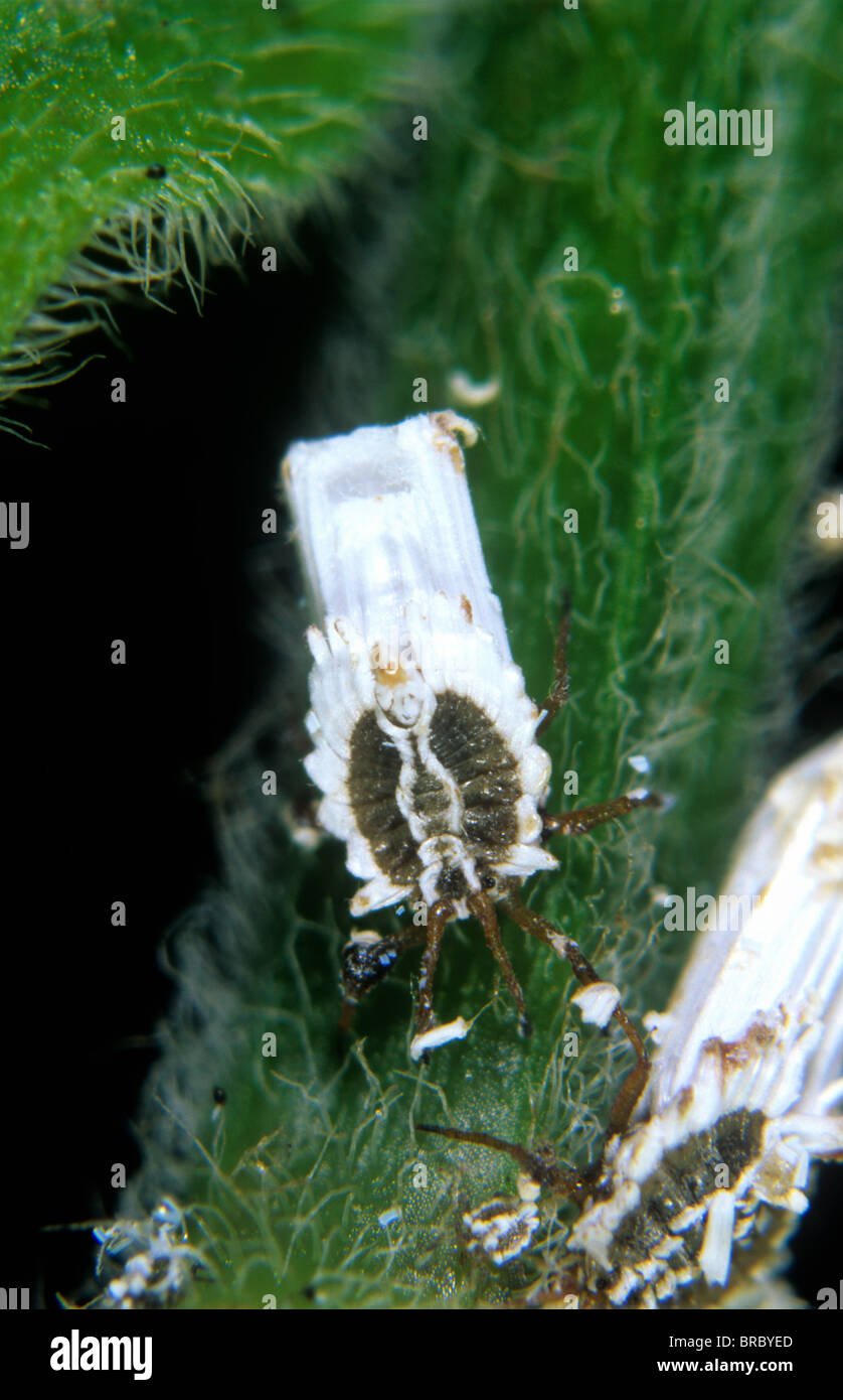 Jacaranda bugs (Orthezia insignis BROWNE) adult Stock Photo - Alamy