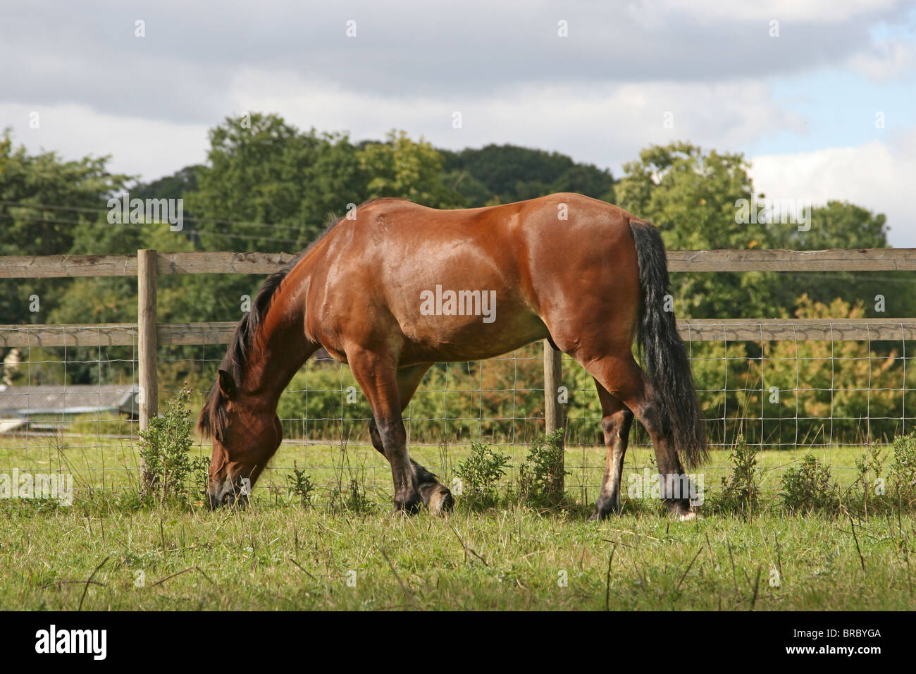Bay cob horse in paddock hi-res stock photography and images - Alamy