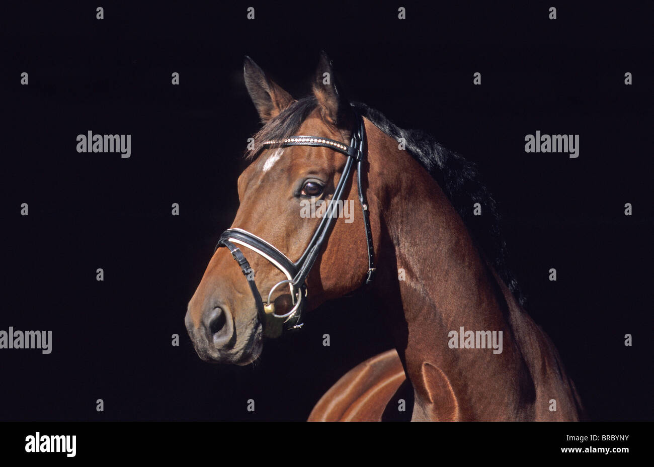 Trakehner bay hi-res stock photography and images - Alamy