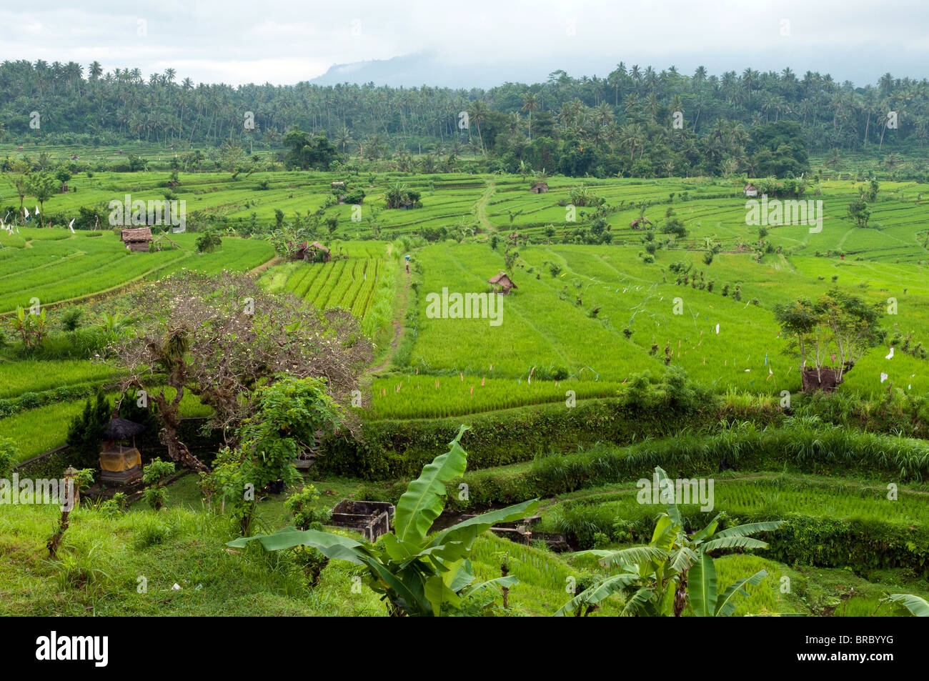 Rice terraces in Bali, Indonesia Stock Photo - Alamy