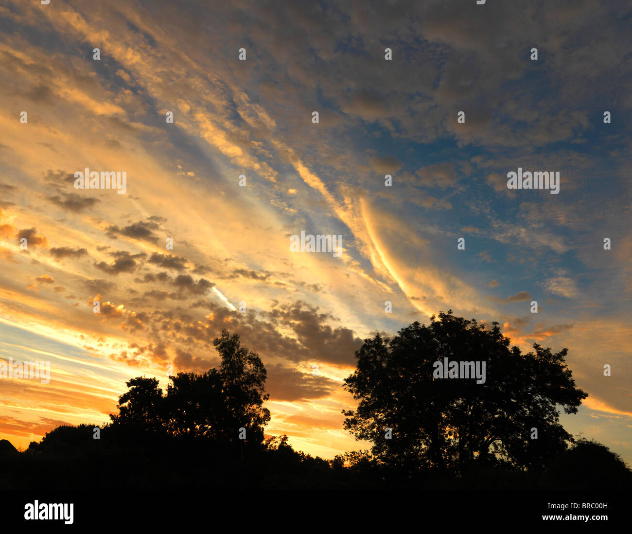 Sunrise Over Trees Surrey England Stock Photo - Alamy