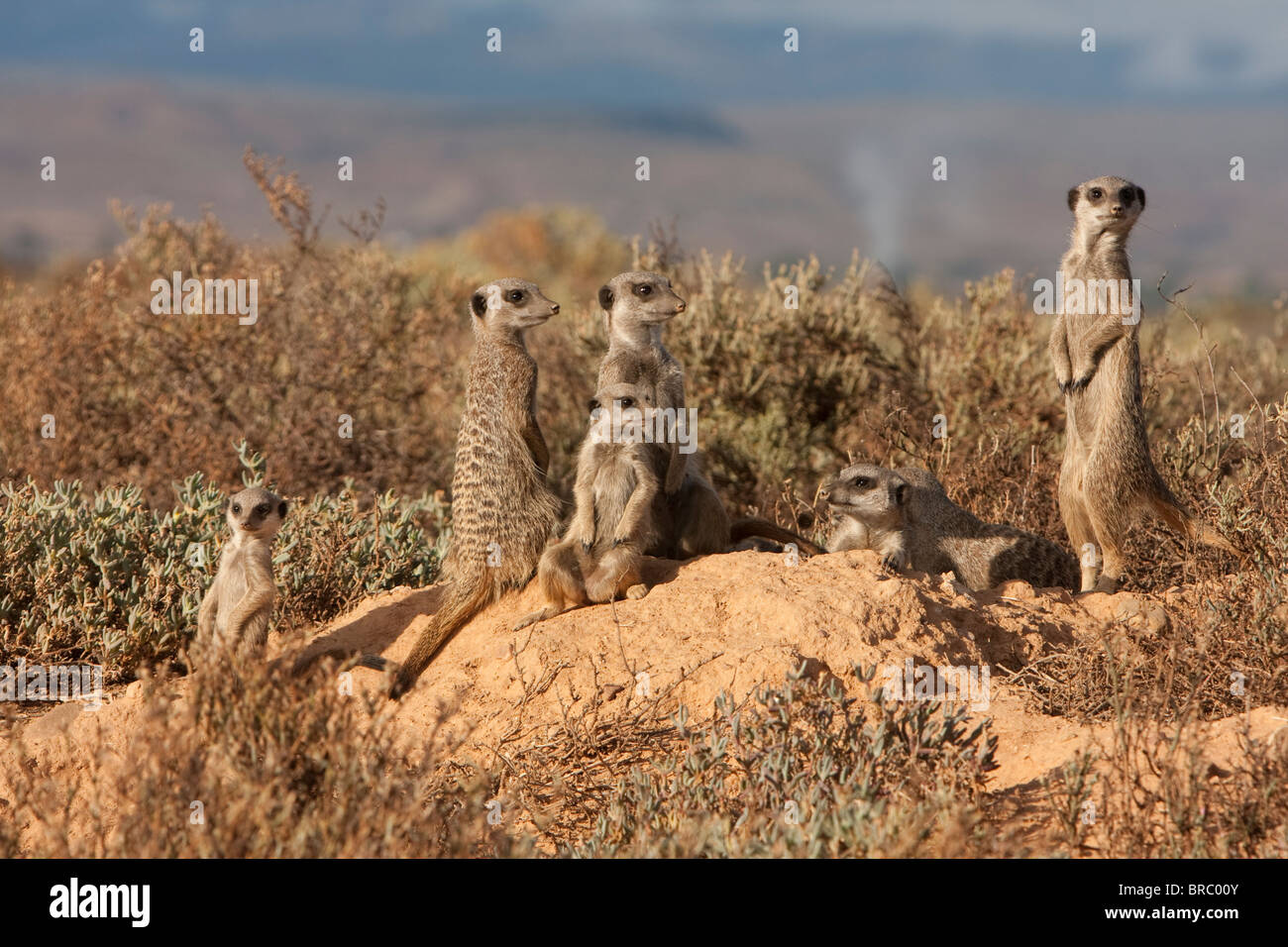 Meerkat standing group hi-res stock photography and images - Alamy