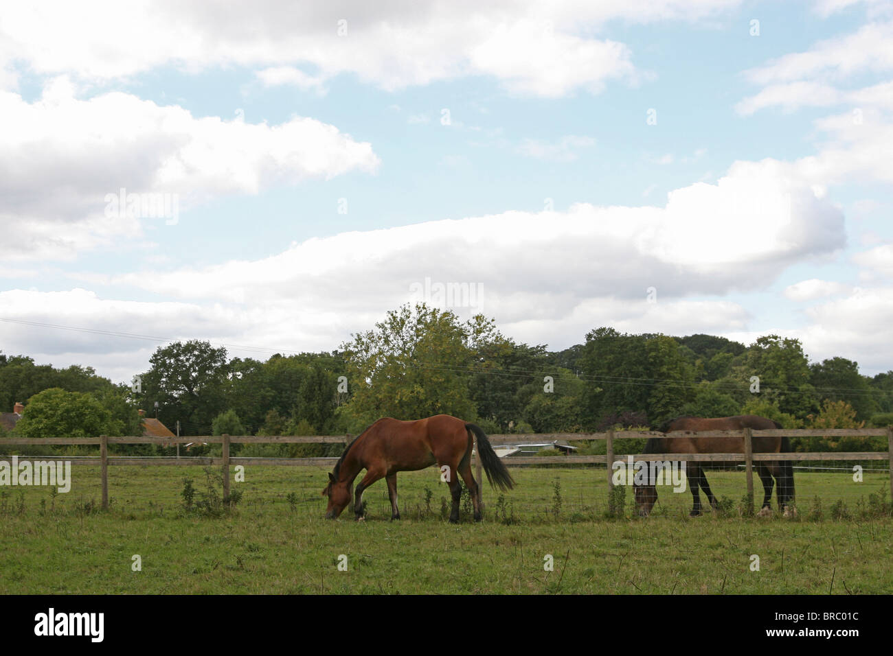 Two welsh pony horses hi-res stock photography and images - Alamy