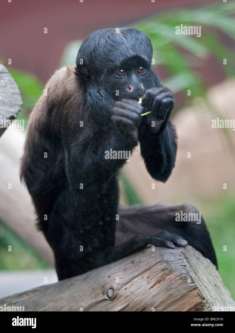 Red-Backed Bearded Saki Monkey (chiropotes chiropotes Stock Photo - Alamy