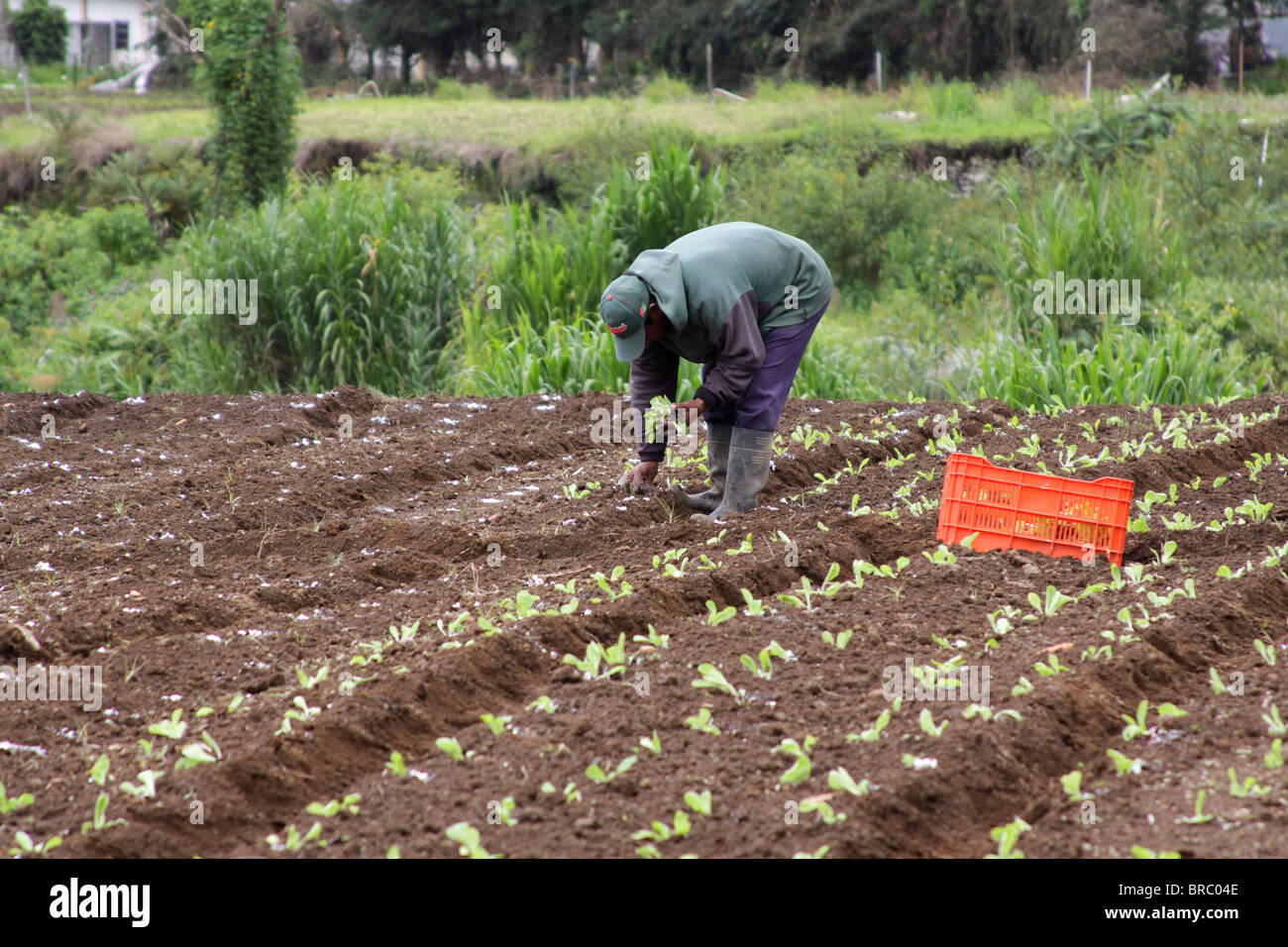 Rural farming at Cerro Punta, Chiriqui, Panama Stock Photo - Alamy