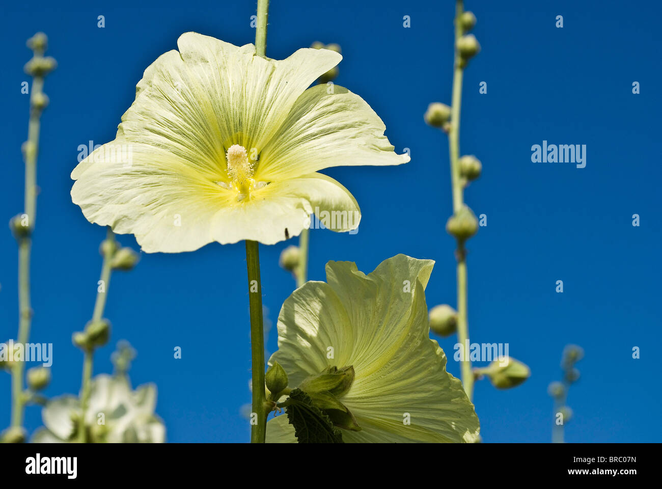 Yellow malva (mallow) flower on blue sky Stock Photo - Alamy