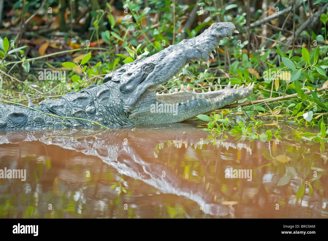 American alligator (Alligator mississipiensis) with open jaws, Sanibel ...