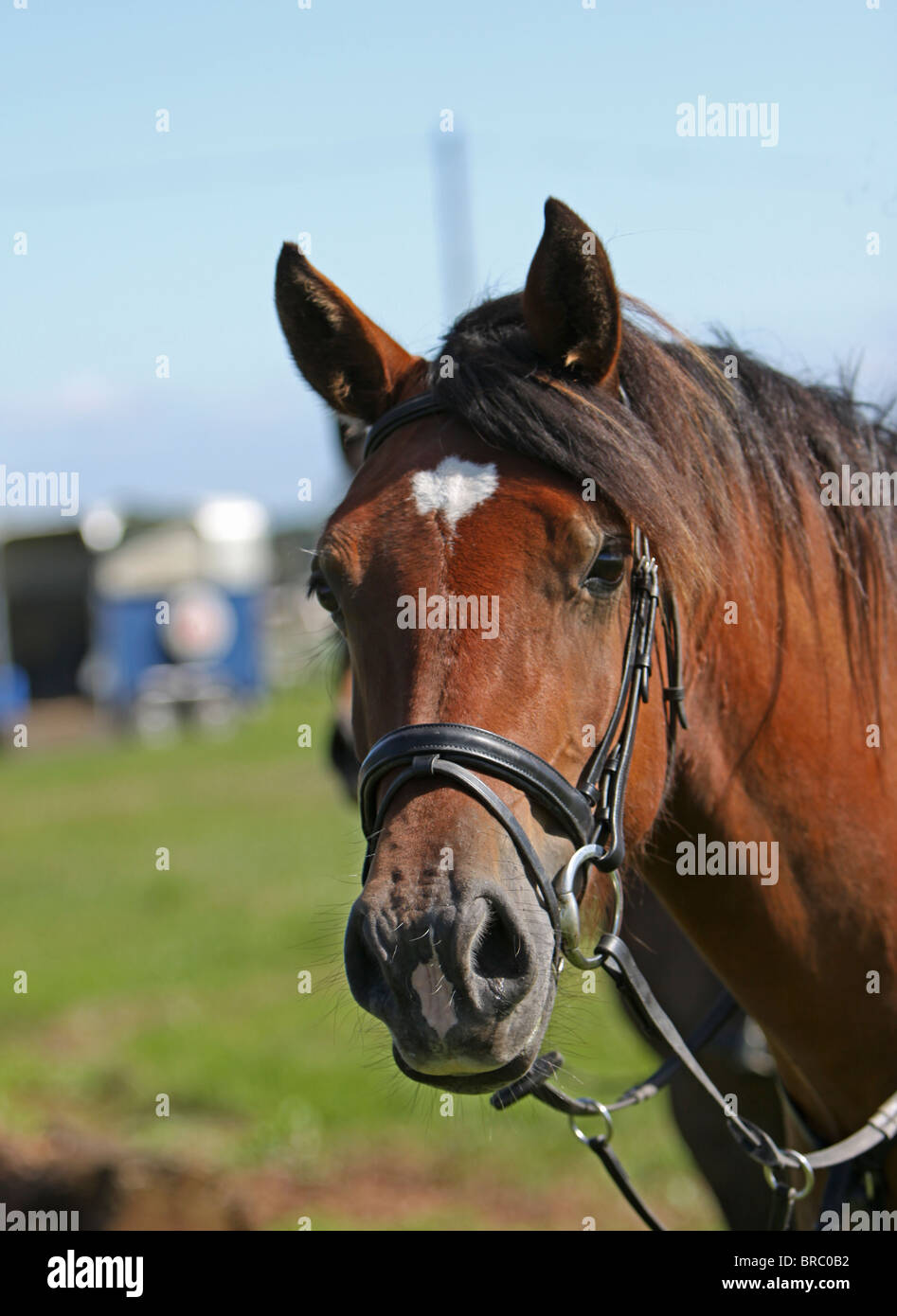 Head of a beautiful bay Welsh Cob Stock Photo - Alamy