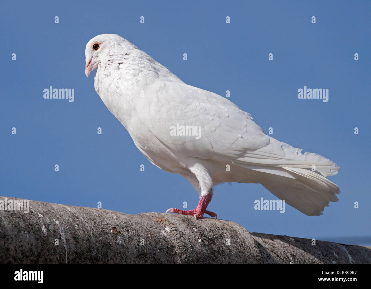 White Dove (columba Stock Photo - Alamy