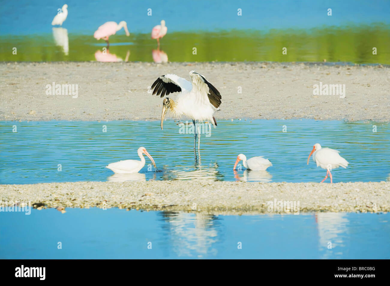 Wood Stork spreading wings and Roseate Spoonbills, Sanibel Island, J. N ...