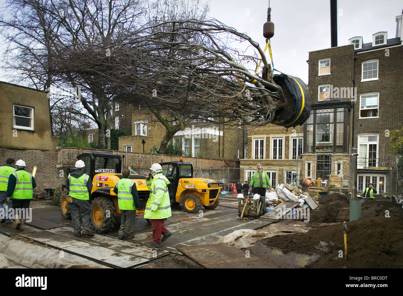 Lifting tree over building for planting Stock Photo - Alamy