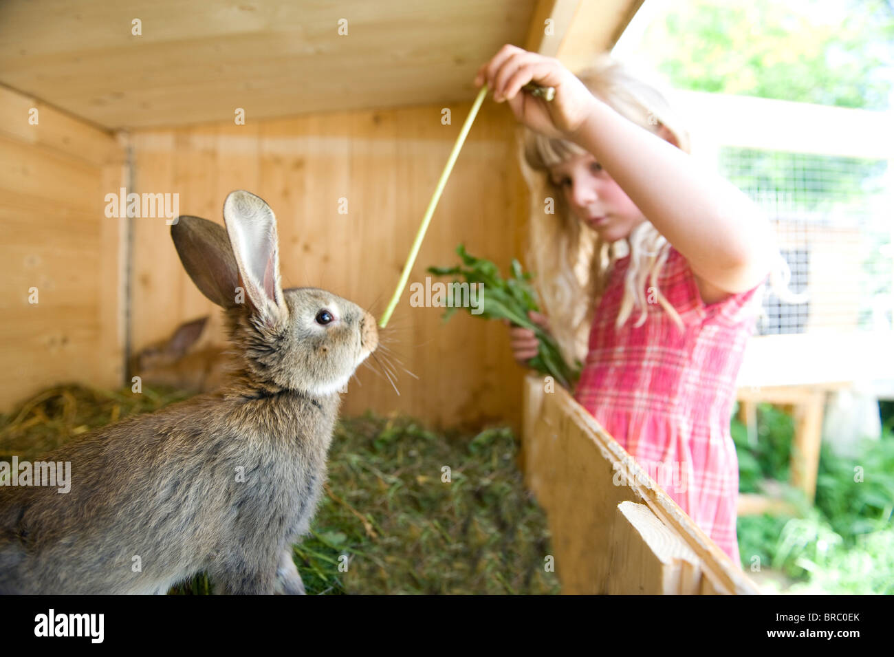 A girl at a rabbit hutch Stock Photo - Alamy
