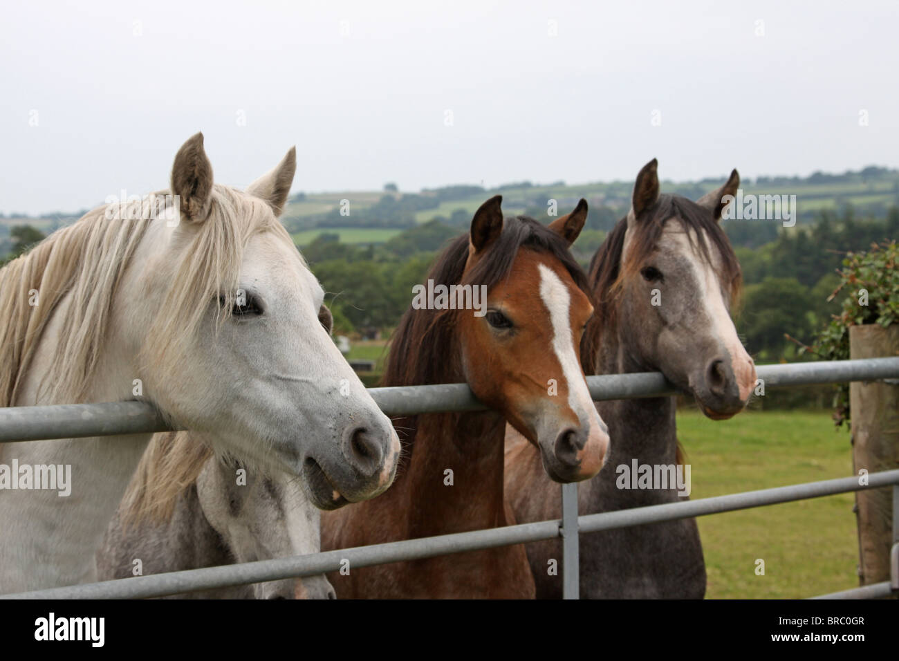 Welsh mountain section a hi-res stock photography and images - Alamy