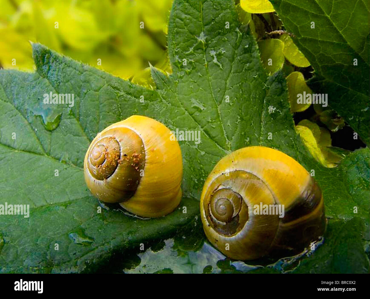 Snails hi-res stock photography and images - Alamy