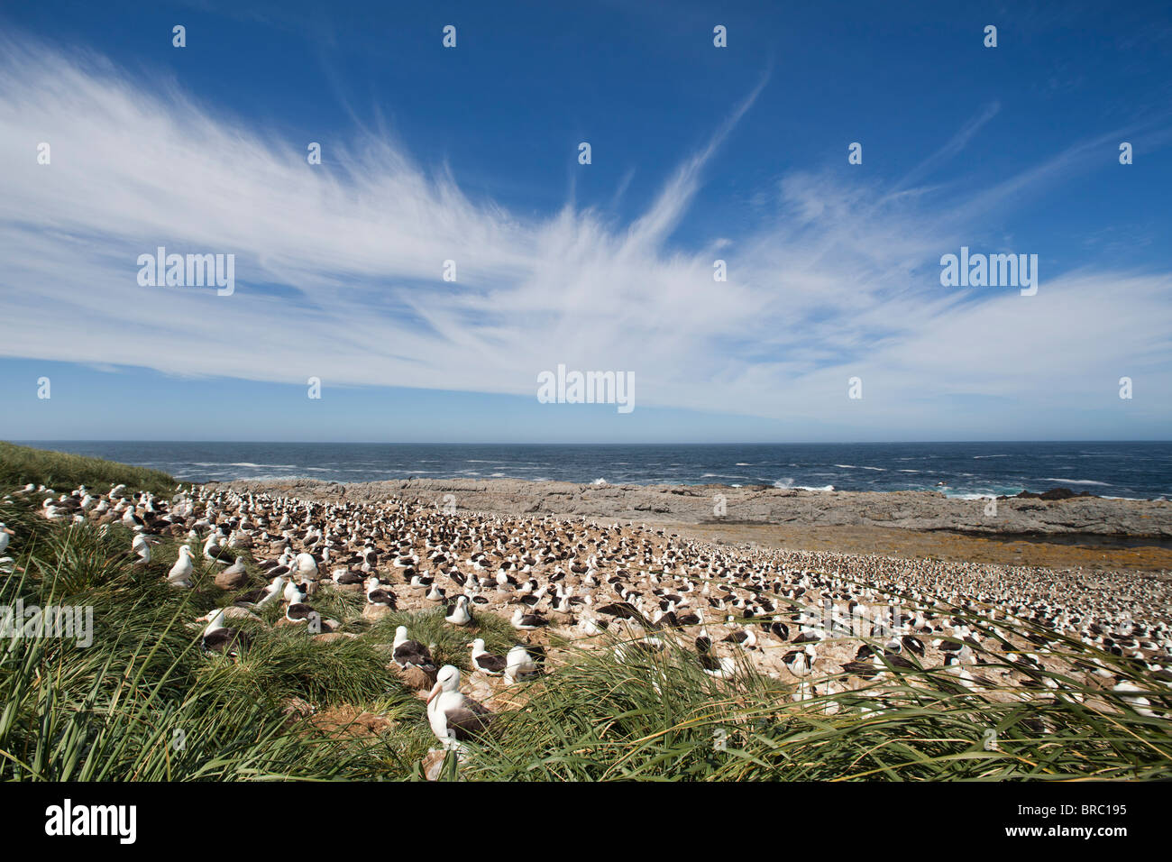 Black-browed albatross colony. Steeple Jason Island, Falkland Islands ...