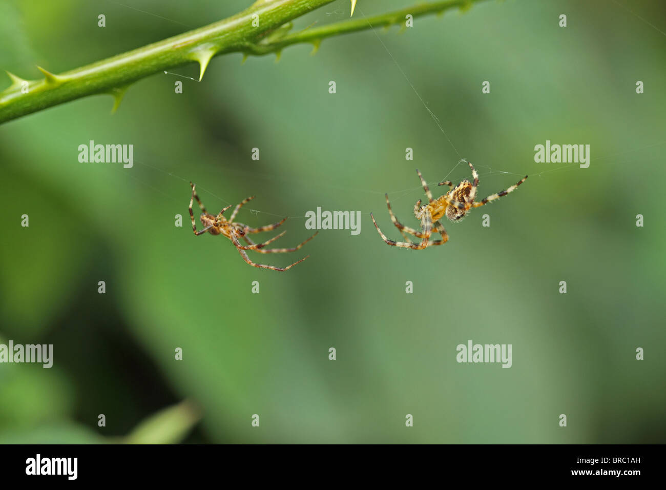 European Garden Spider (Araneus diadematus Stock Photo - Alamy