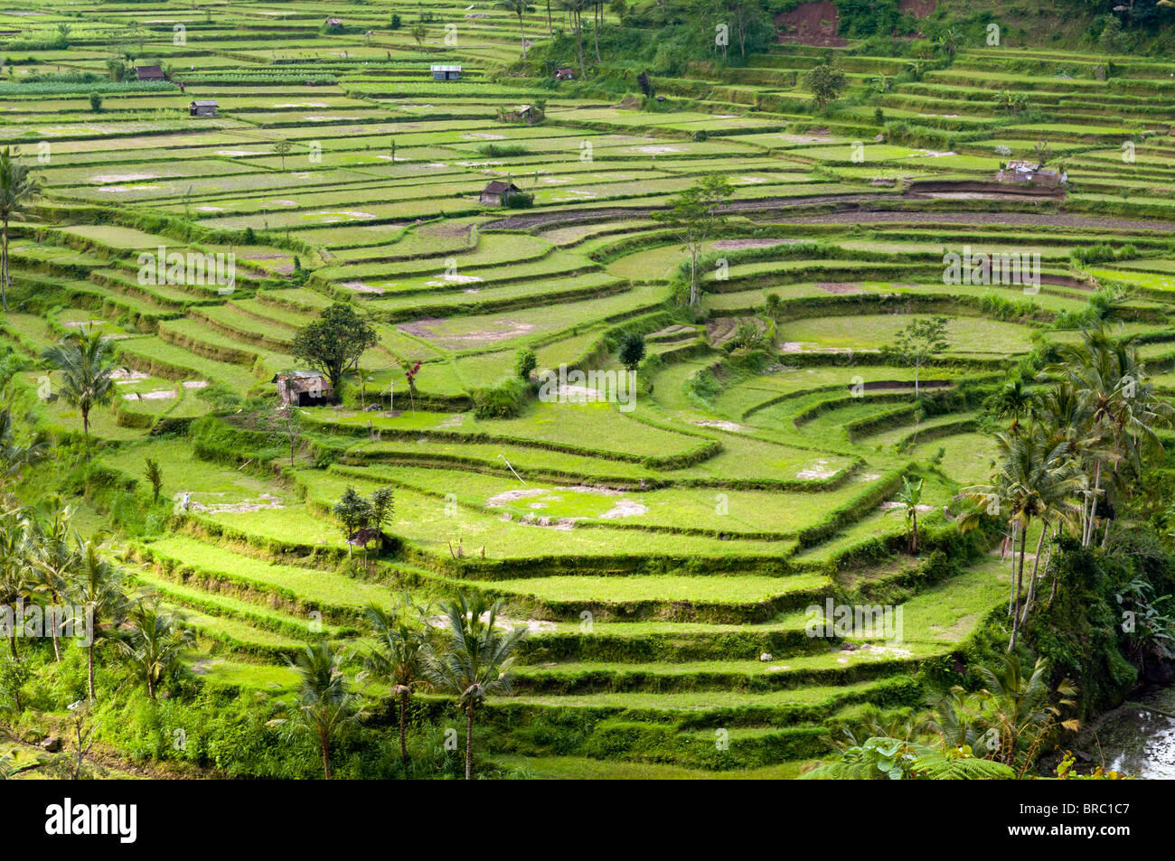 Rice terraces in Bali, Indonesia Stock Photo - Alamy