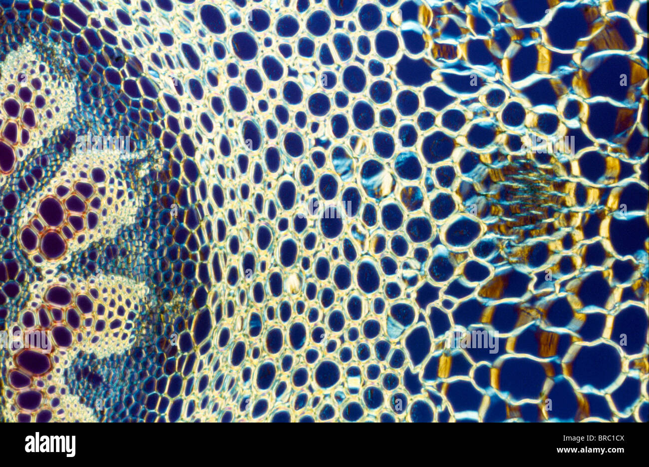 Light Micrograph (LM) of a transverse section of a stem of Clubmoss ...