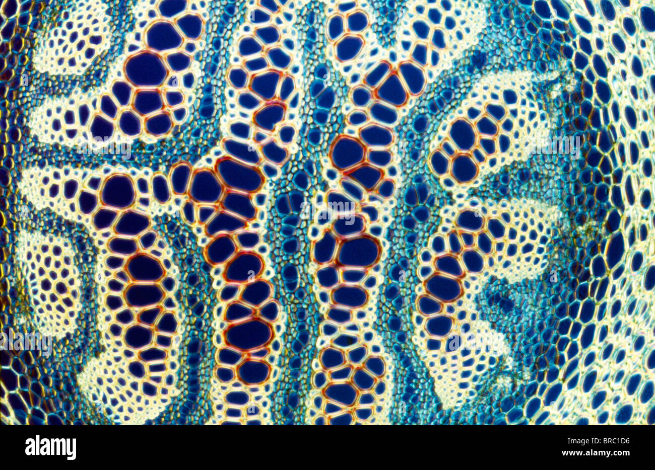 Light Micrograph (LM) of a transverse section of a stem of Clubmoss ...
