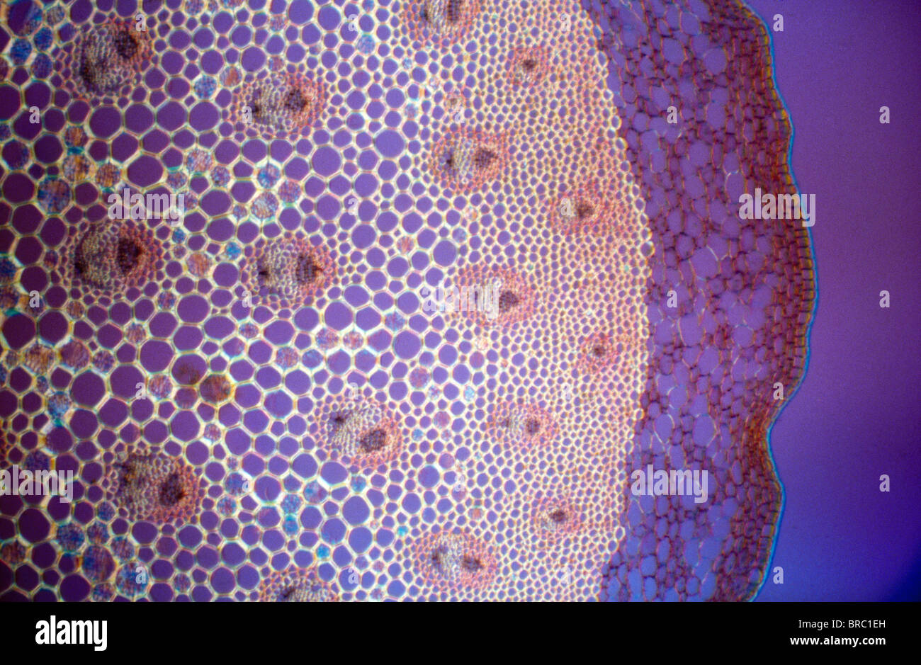 Light micrographs hi-res stock photography and images - Alamy