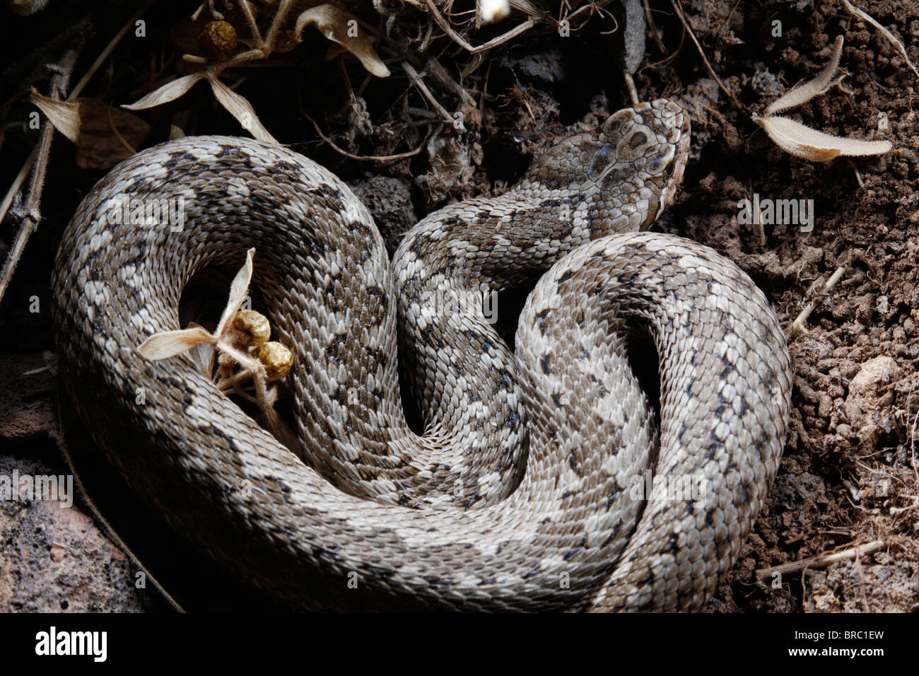 Serpent on the ground hi-res stock photography and images - Alamy