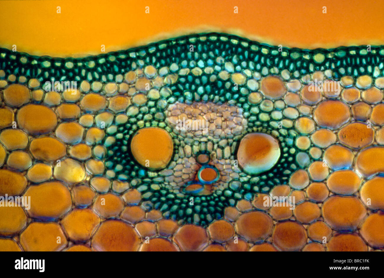 Light Micrograph (LM) of transverse section of a Maize stem showing ...